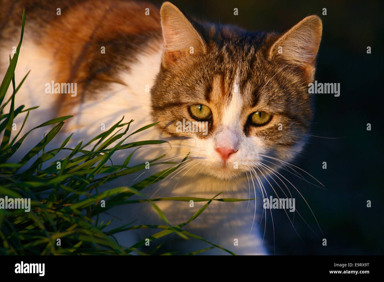 Katzenfotos hi-res stock photography and images - Alamy