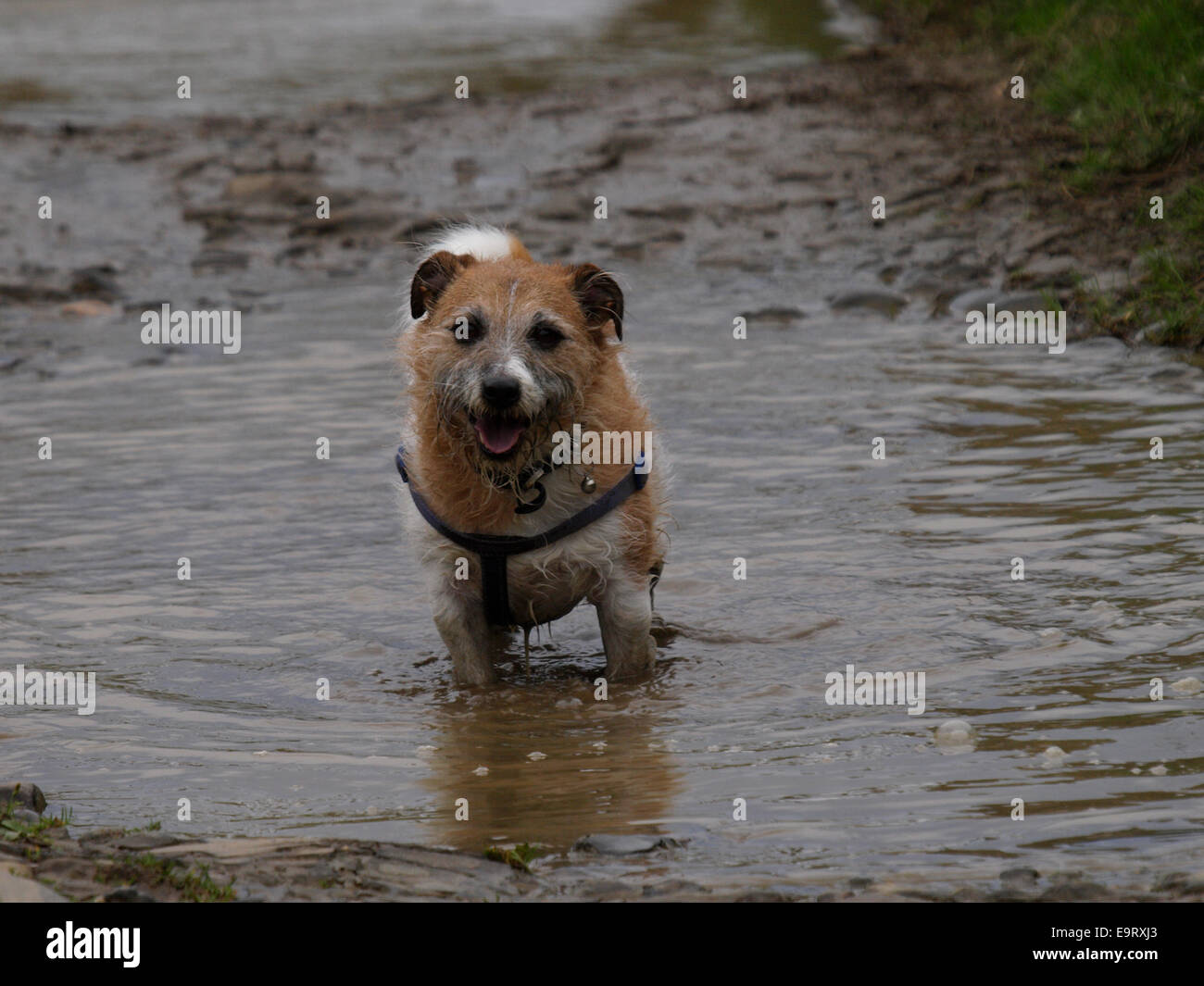 Jack Russel dog standing in a puddle, UK Stock Photo - Alamy