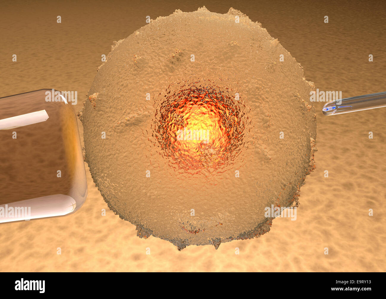 3d Ovum, artificial insemination, assisted fertilization Stock Photo ...