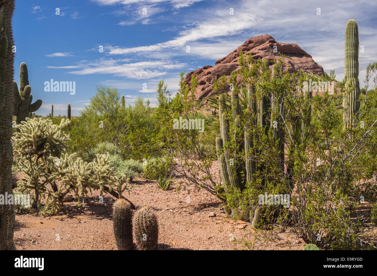 There is much life in the desert inspite of the harsh weather ...