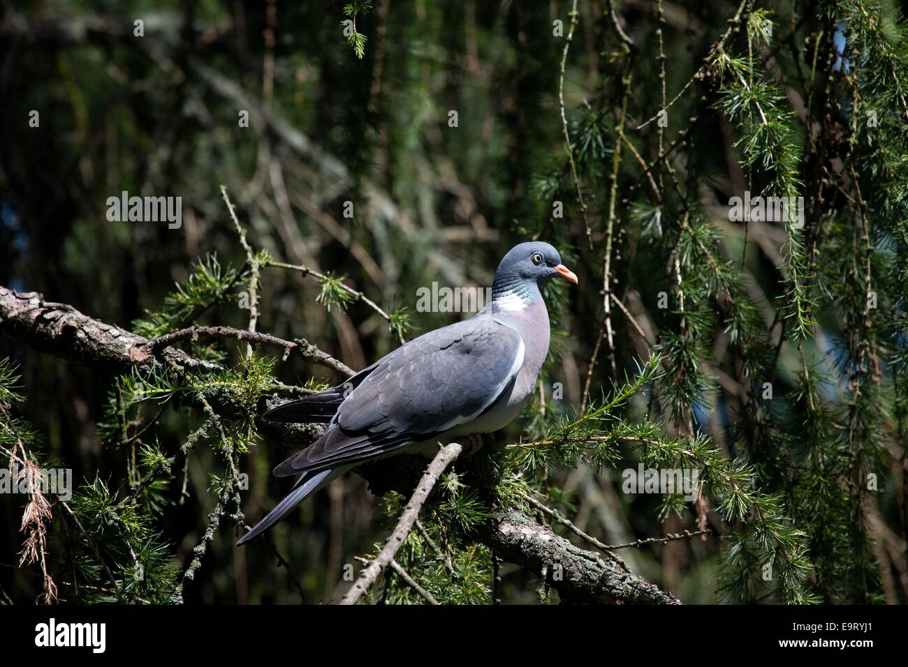 Tauben taube hi-res stock photography and images - Alamy