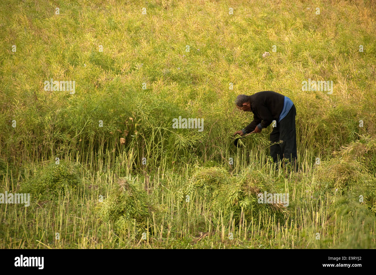 Sickle harvesting hi-res stock photography and images - Alamy