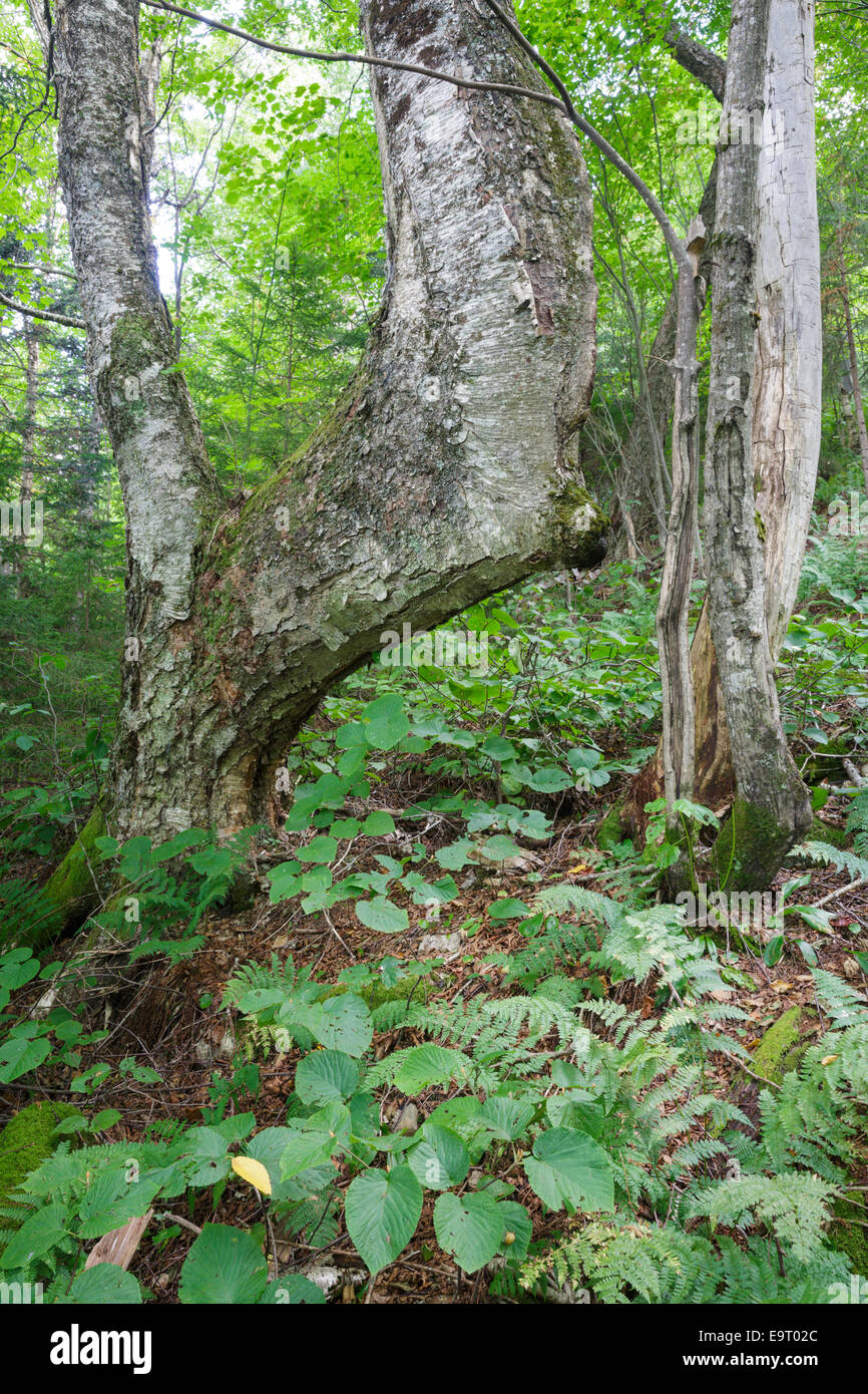 Bent over birch tree hi-res stock photography and images - Alamy