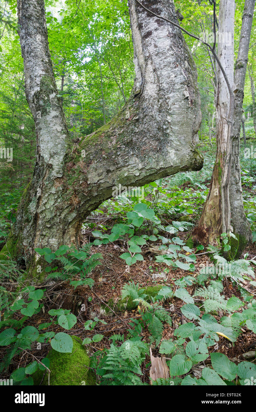 Bent over birch tree hi-res stock photography and images - Alamy