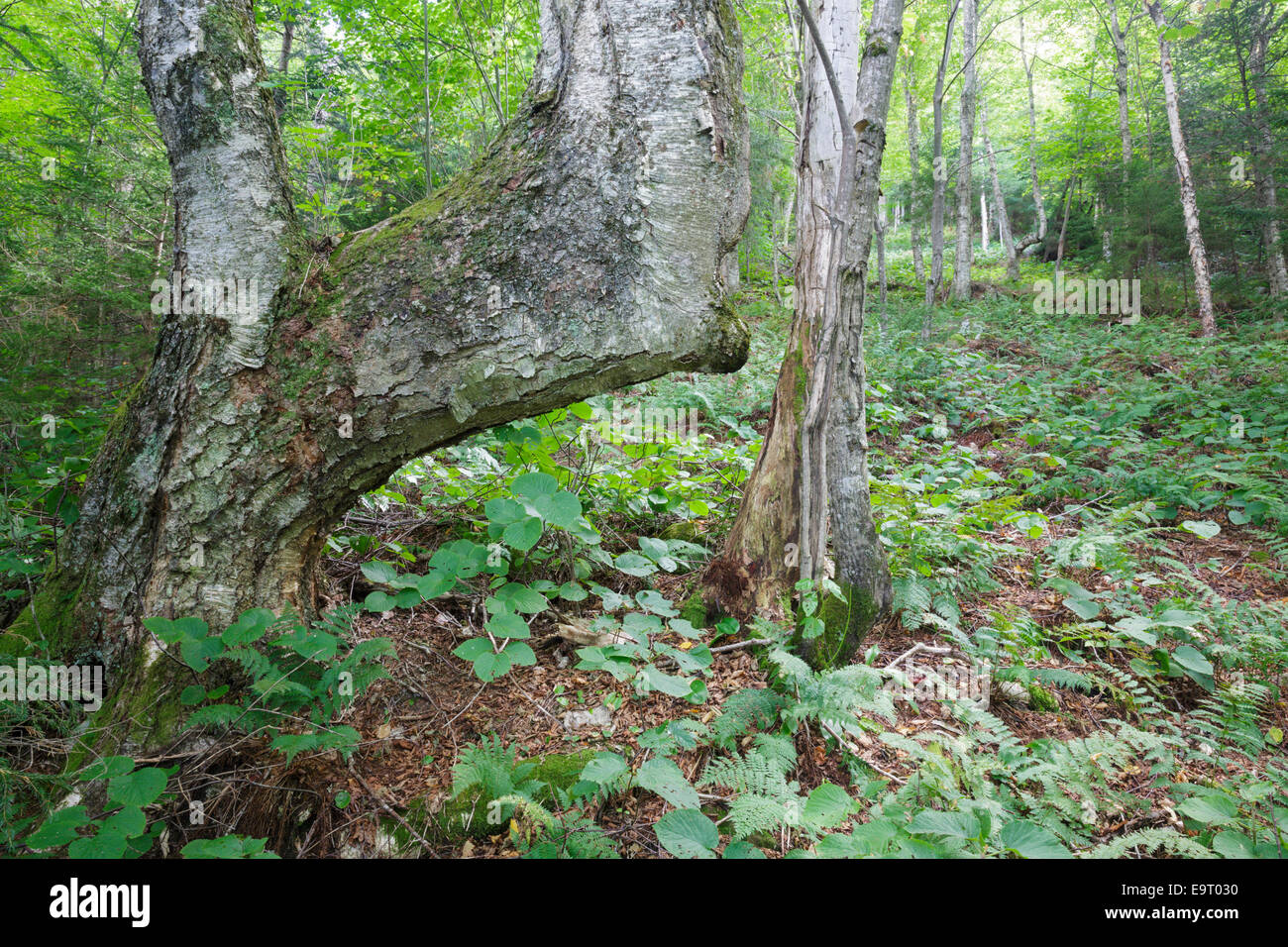 Bent over birch tree hi-res stock photography and images - Alamy