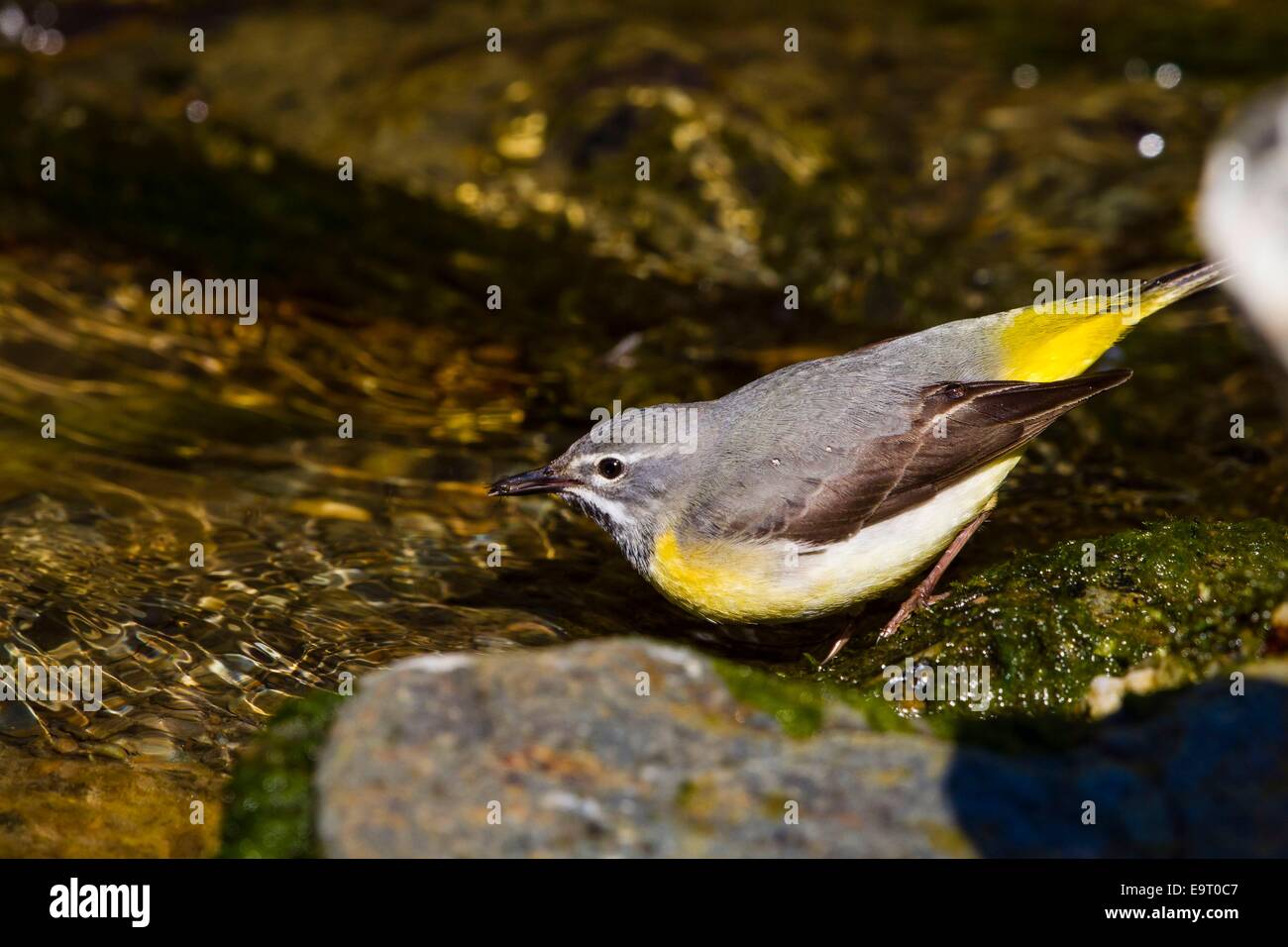 A grey wagtail hunting insects in Rocky Valley, Cornwall Stock Photo ...
