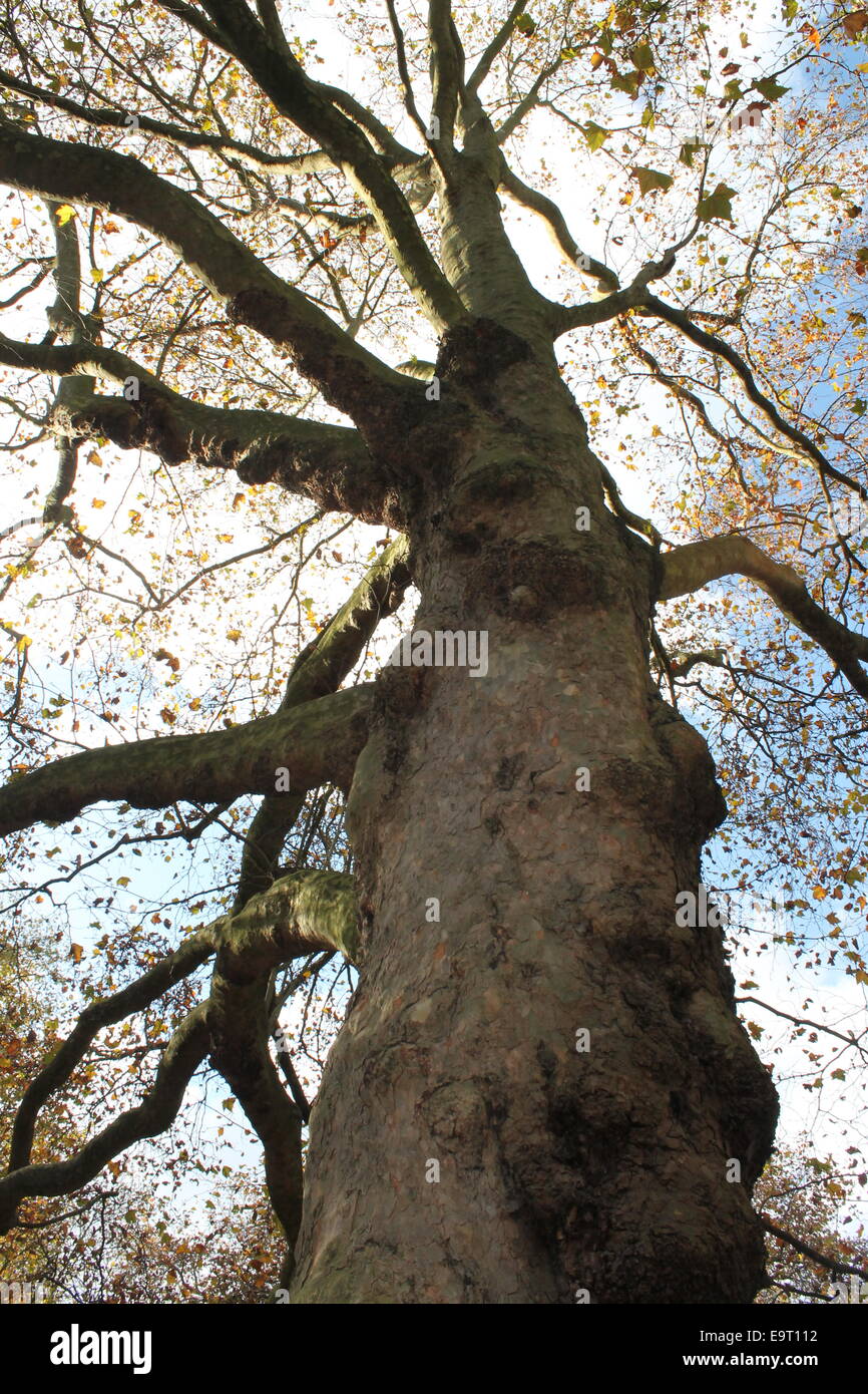 Autumn Tree , Southwark Park, London SE16 Stock Photo - Alamy