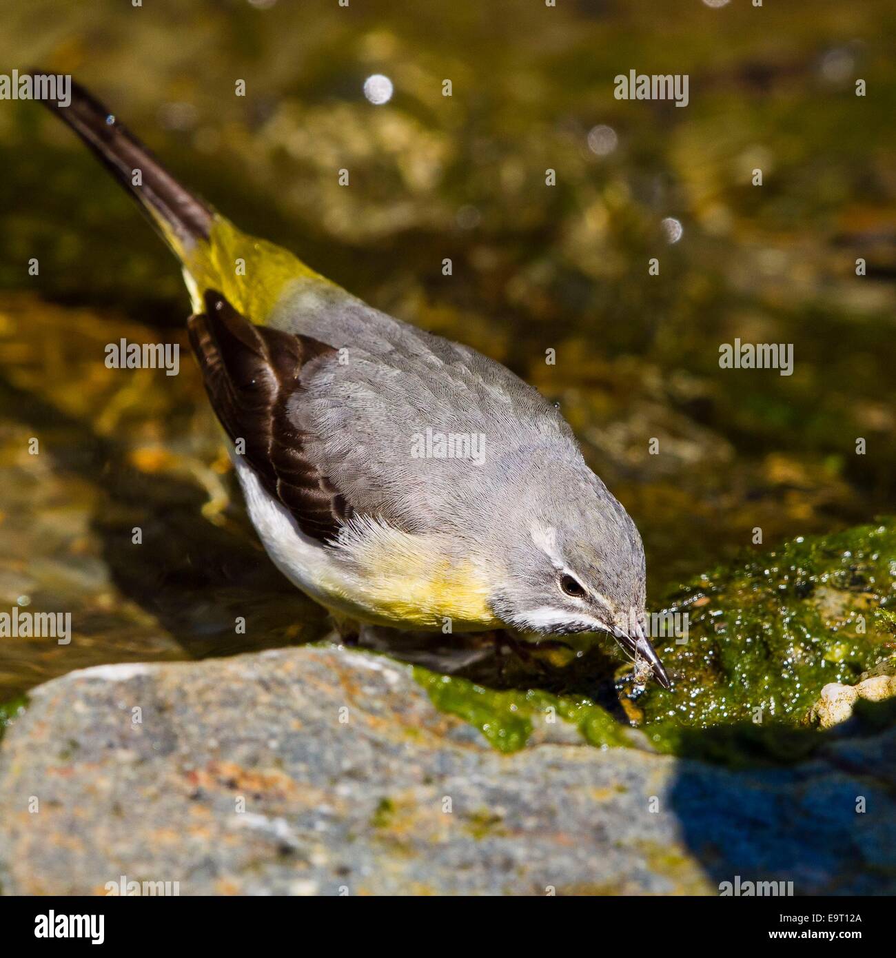 A grey wagtail hunting insects in Rocky Valley, Cornwall Stock Photo ...