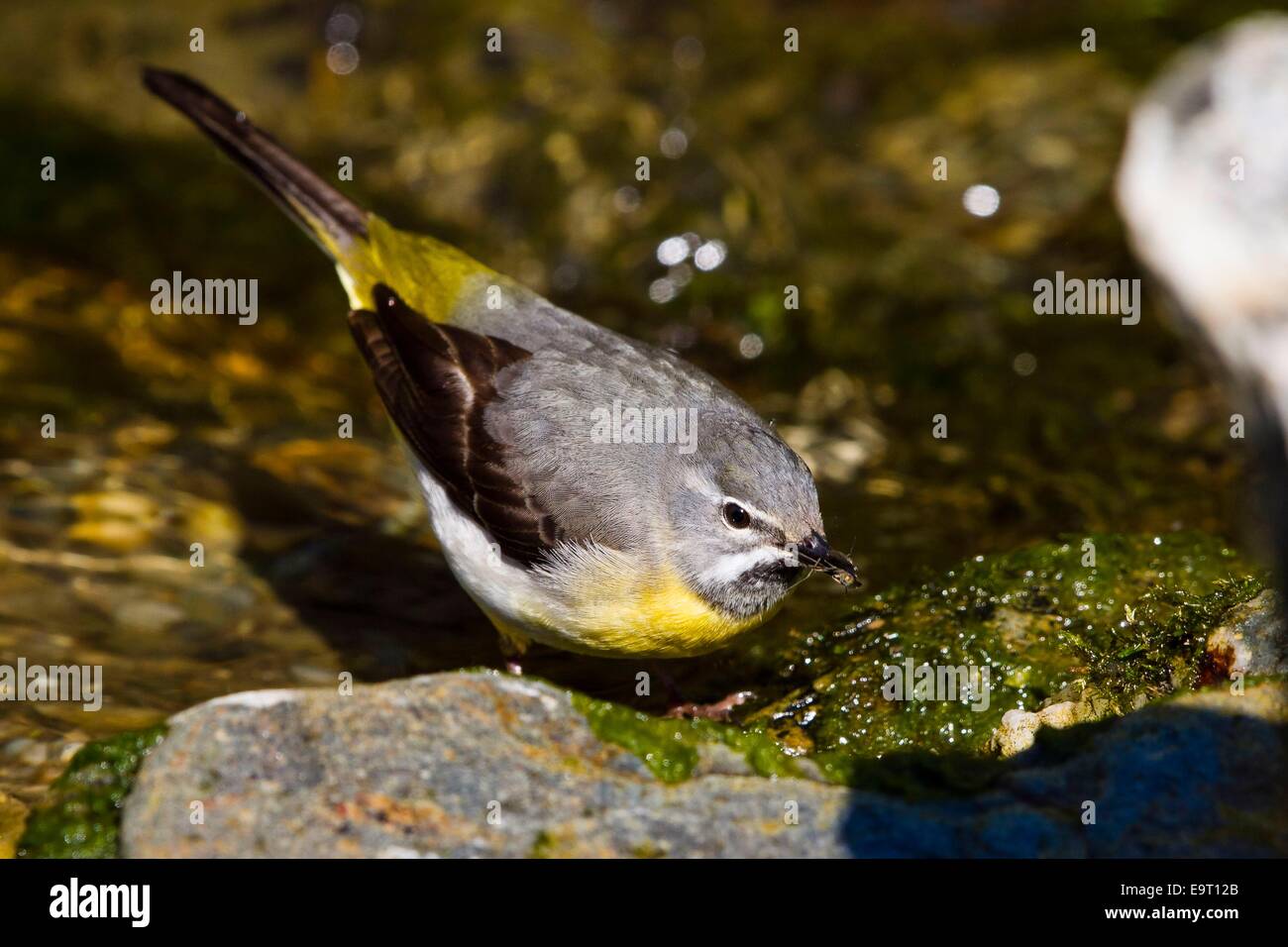 A grey wagtail hunting insects in Rocky Valley, Cornwall Stock Photo ...