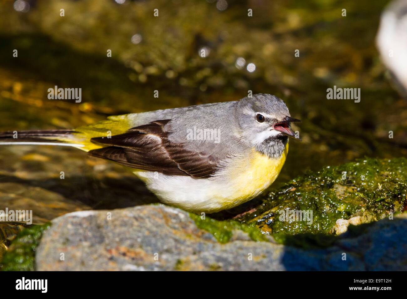 A grey wagtail hunting insects in Rocky Valley, Cornwall Stock Photo ...