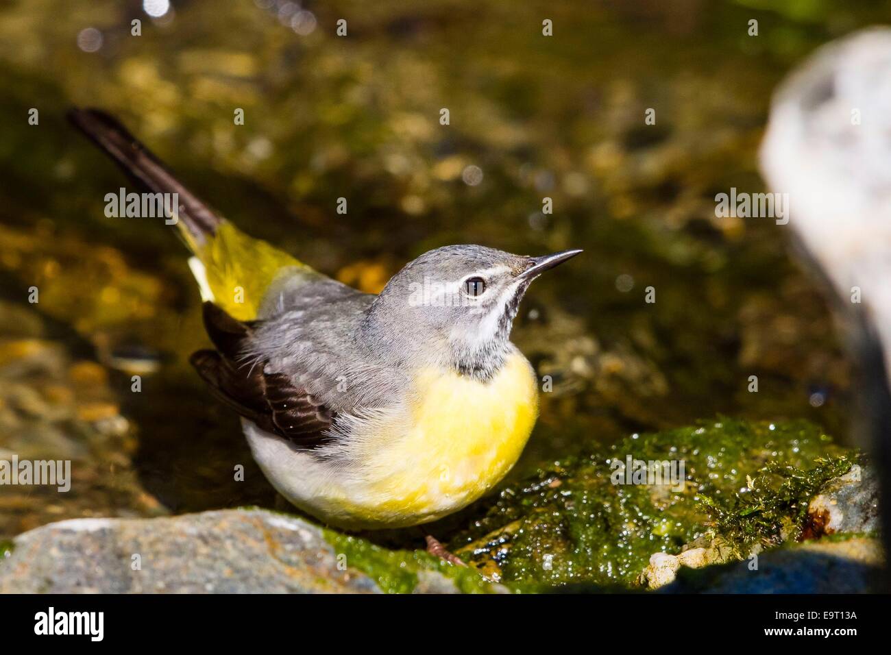 A grey wagtail hunting insects in Rocky Valley, Cornwall Stock Photo ...