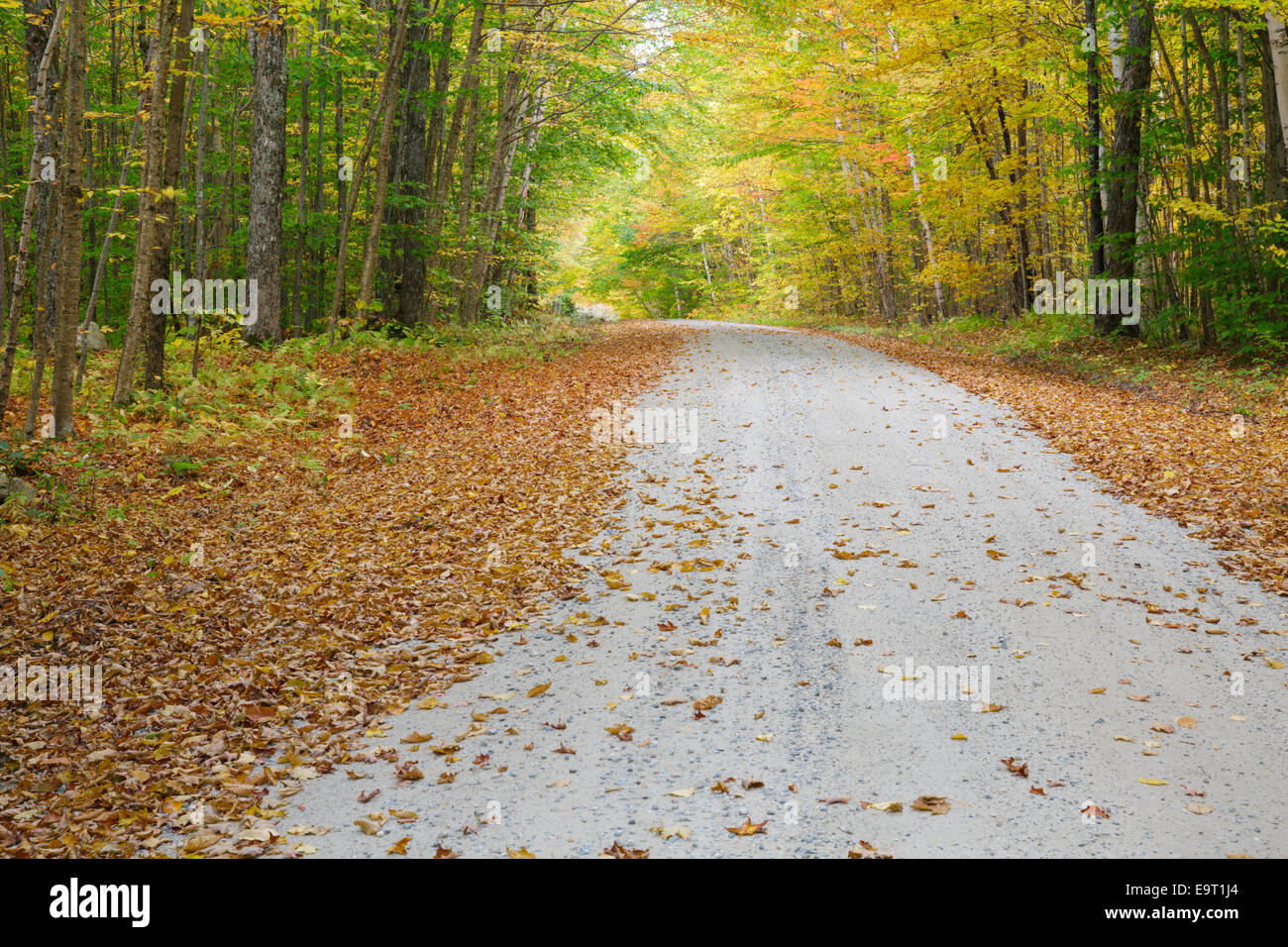 Gale River Forest - Autumn foliage along Gale River Road in the White ...