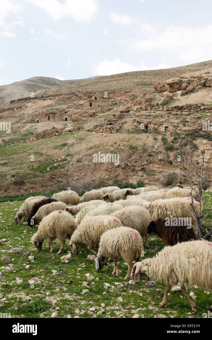 Sheep on pasture in Israeli mountains in spring Stock Photo - Alamy