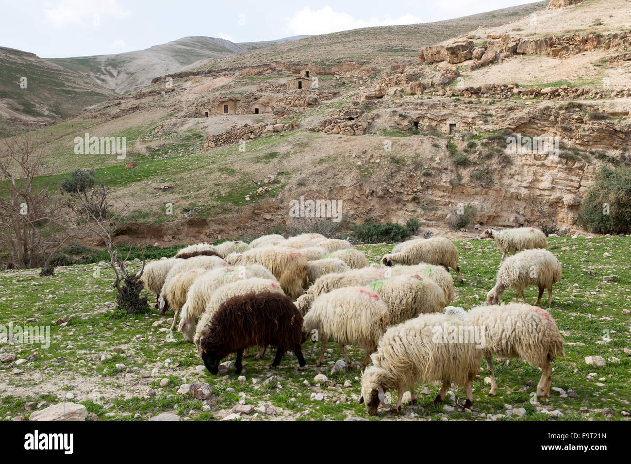 Sheep on pasture in Israeli mountains in spring Stock Photo - Alamy