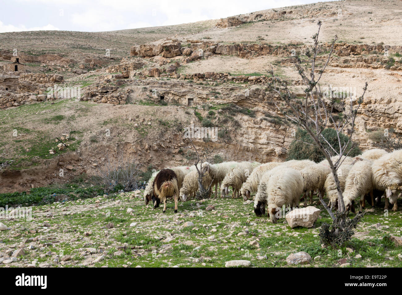 Sheep on pasture in israeli hi-res stock photography and images - Alamy