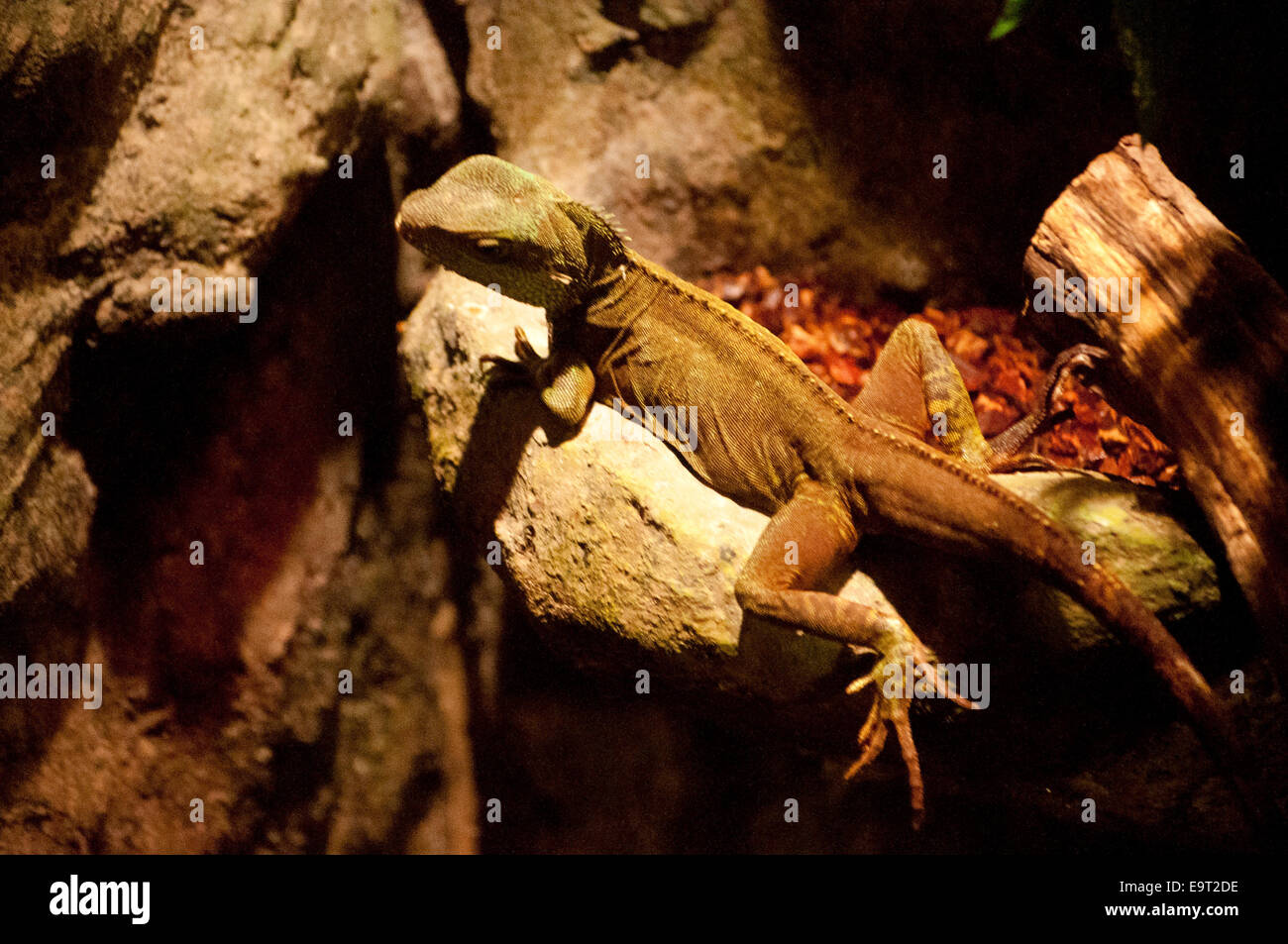 Lizard in Natural environment Stock Photo - Alamy