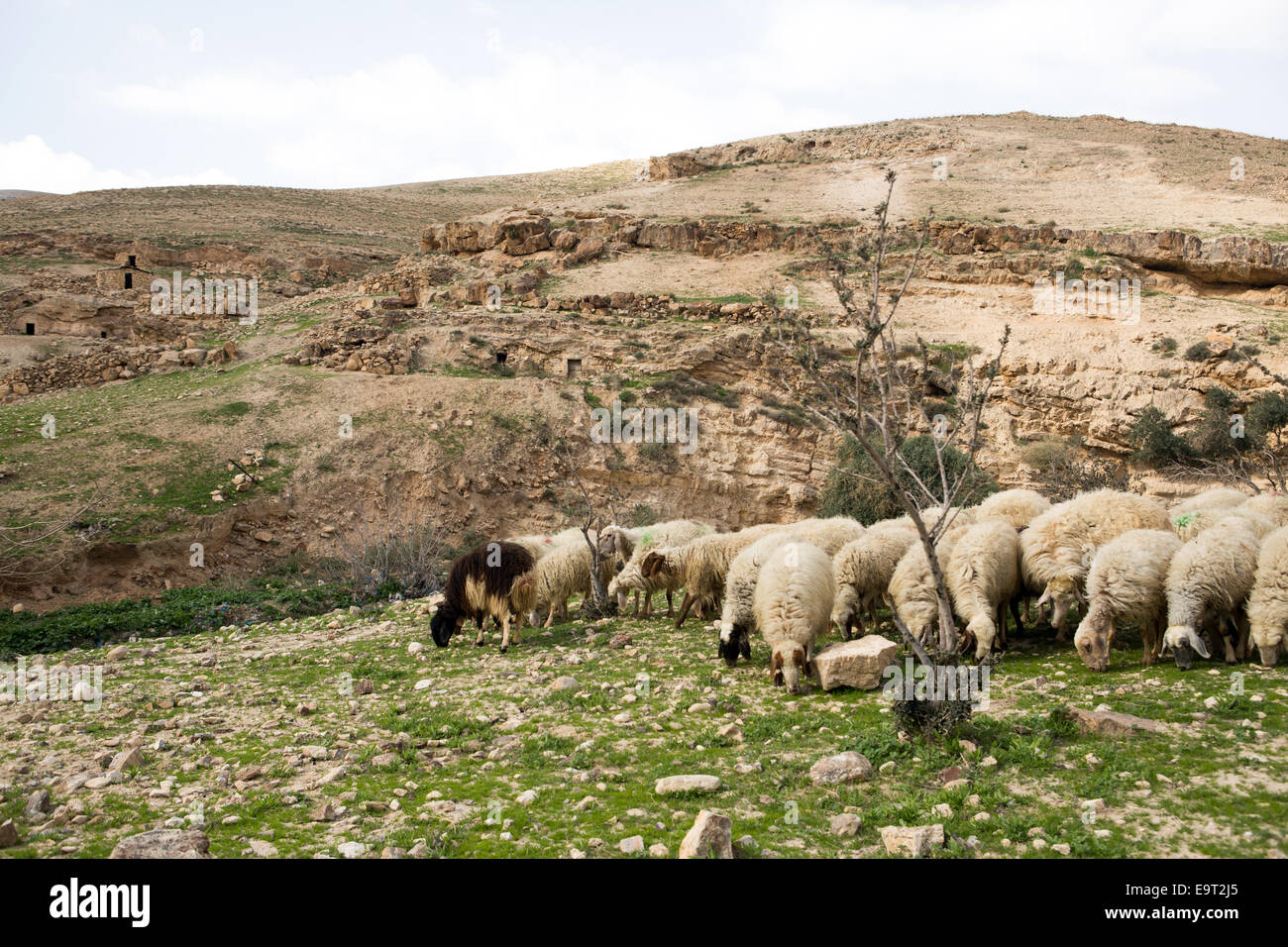 Israel Sheep High Resolution Stock Photography and Images - Alamy
