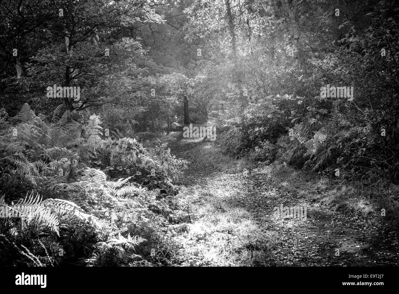 Sherwood Forest ,Nottinghamshire .UK Stock Photo - Alamy