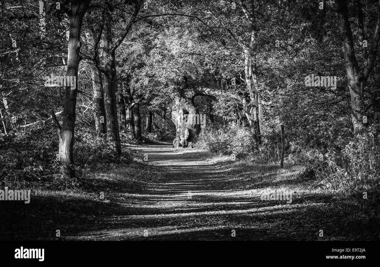 Sherwood Forest ,Nottinghamshire .UK Stock Photo - Alamy