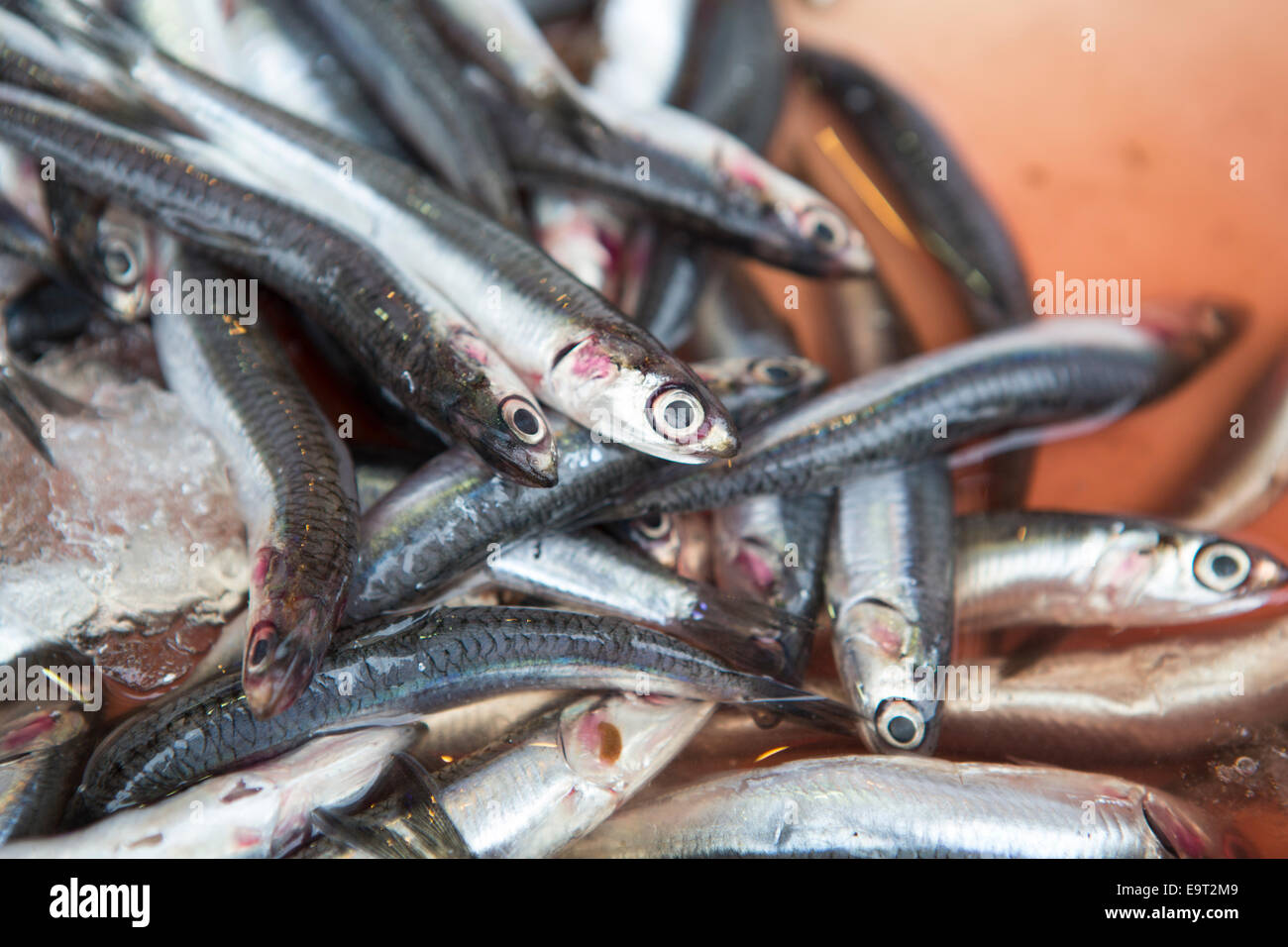 Catch seafood hi-res stock photography and images - Alamy