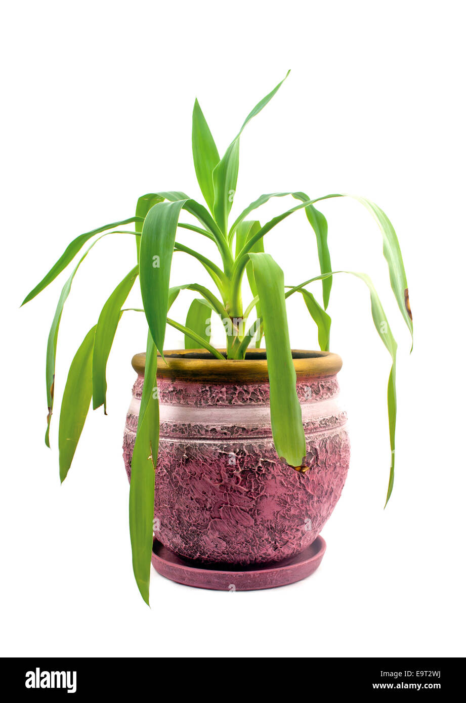 Yucca plant pot hi-res stock photography and images - Alamy