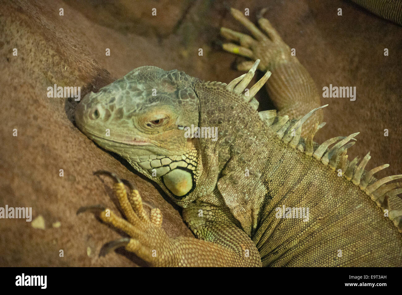 Lizard in Natural environment Stock Photo - Alamy