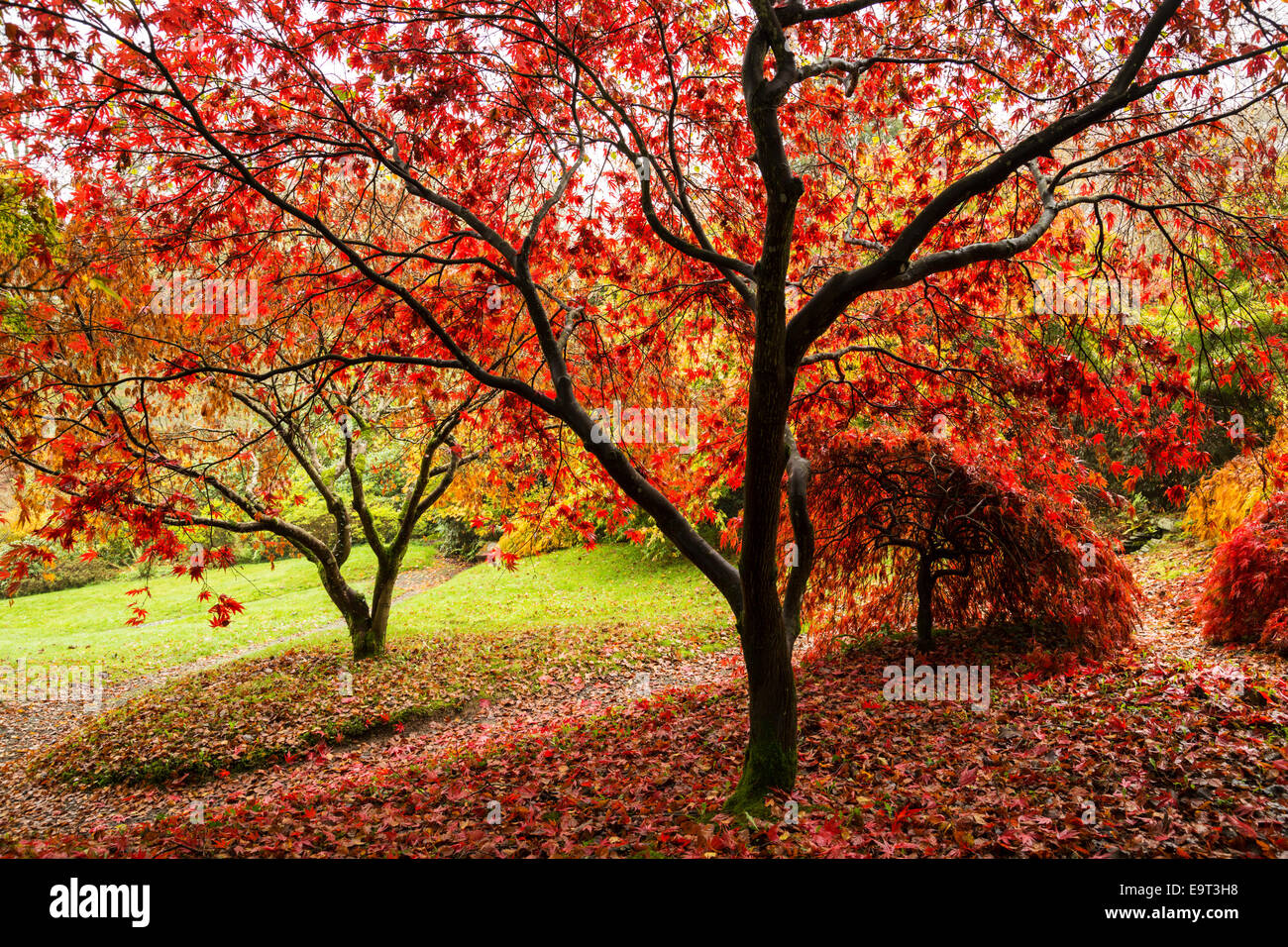 Acer trees hi-res stock photography and images - Alamy