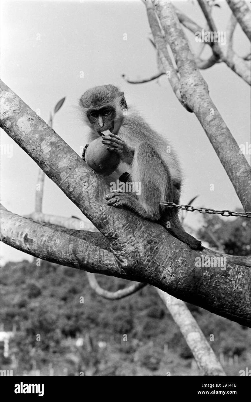 SABAEUS MONKEY SIERRA LEONE Stock Photo - Alamy