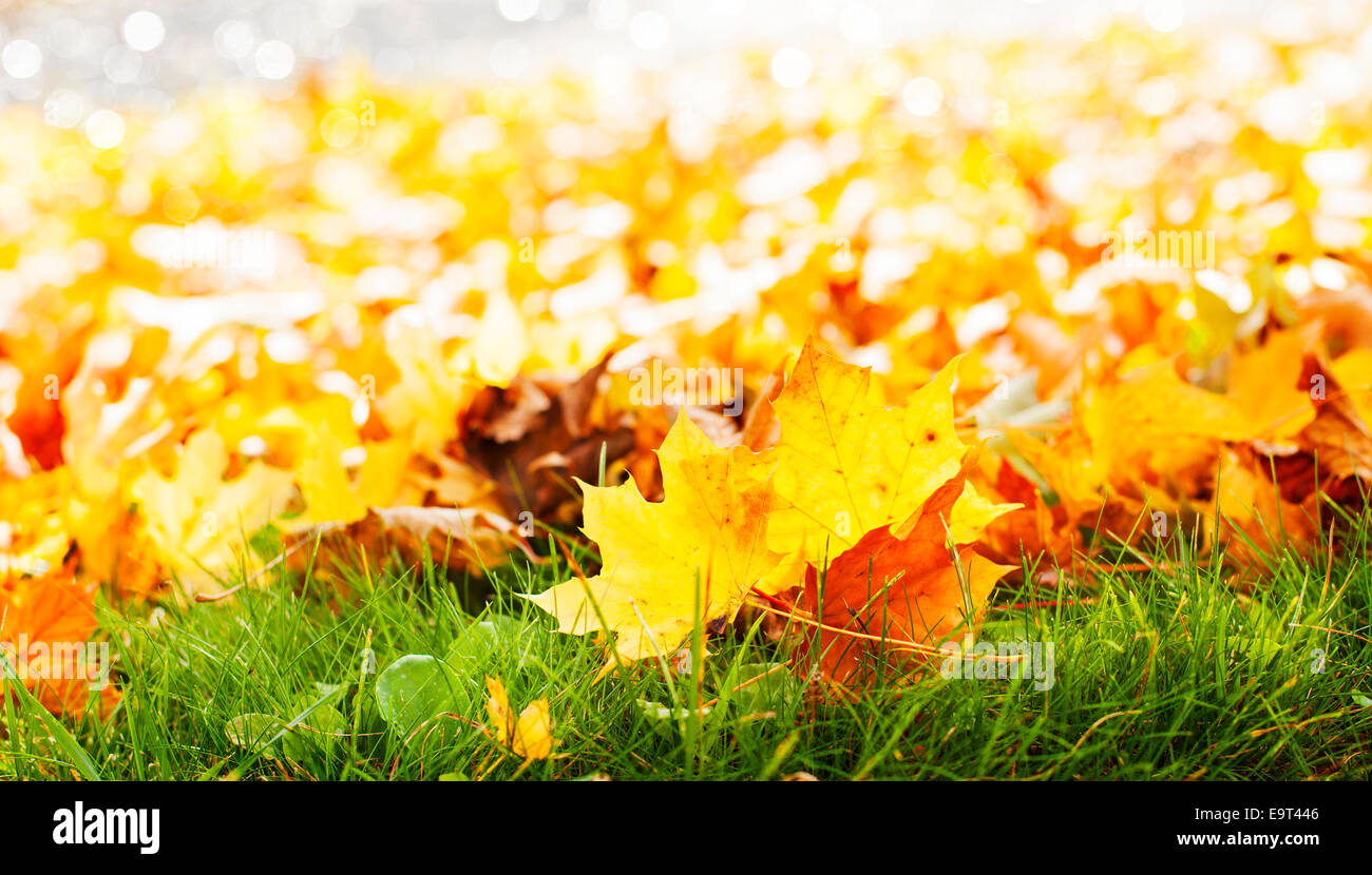 Autumn maple leaves Stock Photo - Alamy