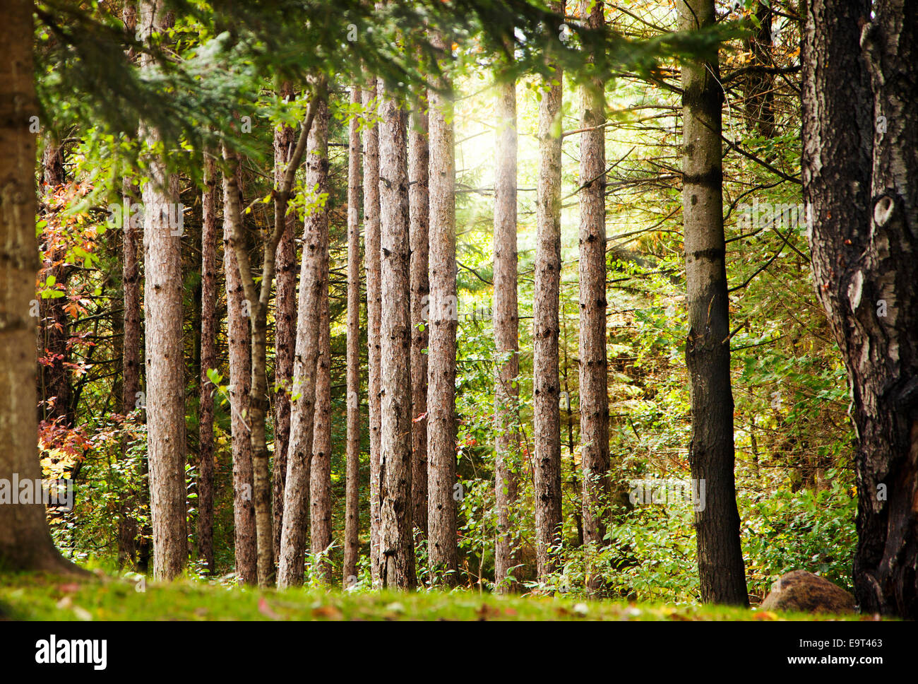 Beautiful autumn landscape pine hi-res stock photography and images - Alamy