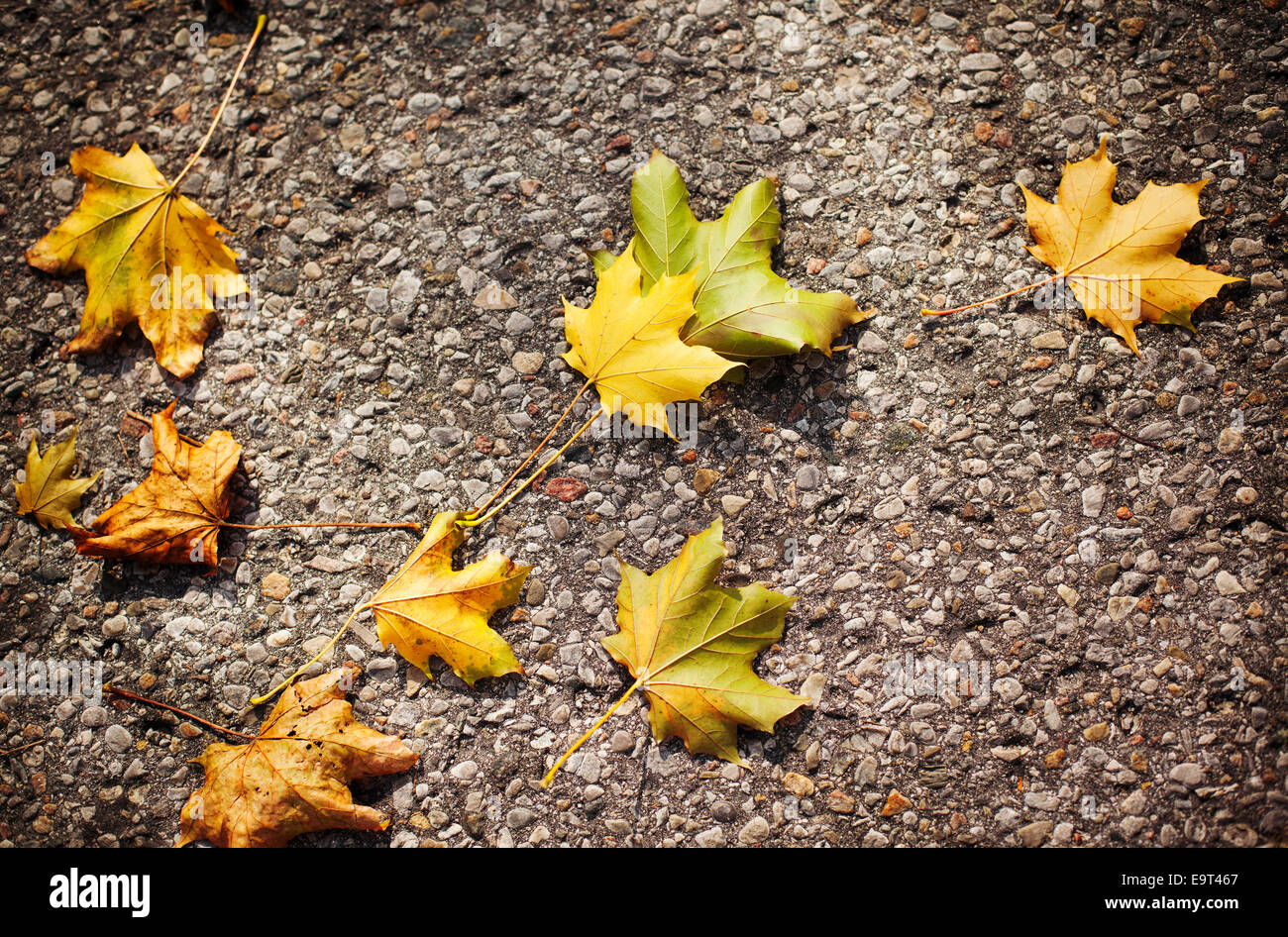 Autumn foliage leaves road hi-res stock photography and images - Alamy
