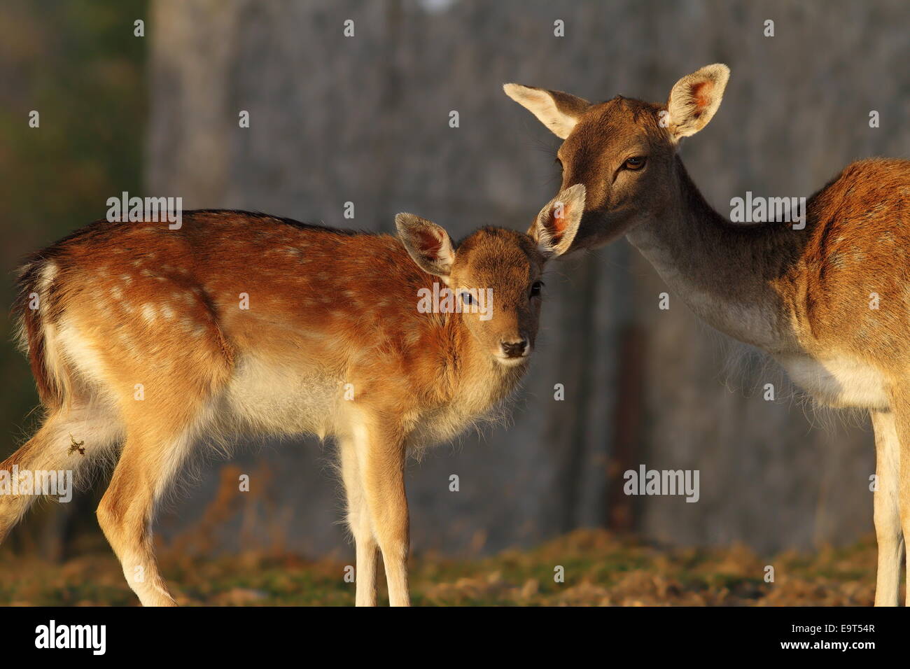 fallow deer calf with hind ( Dama Stock Photo - Alamy