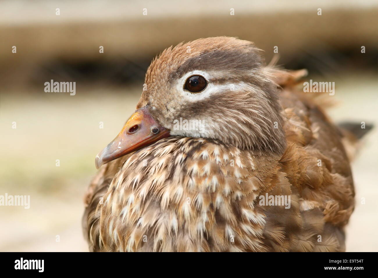 portrait of a captive female mandarin duck ( Aix galericulata Stock ...