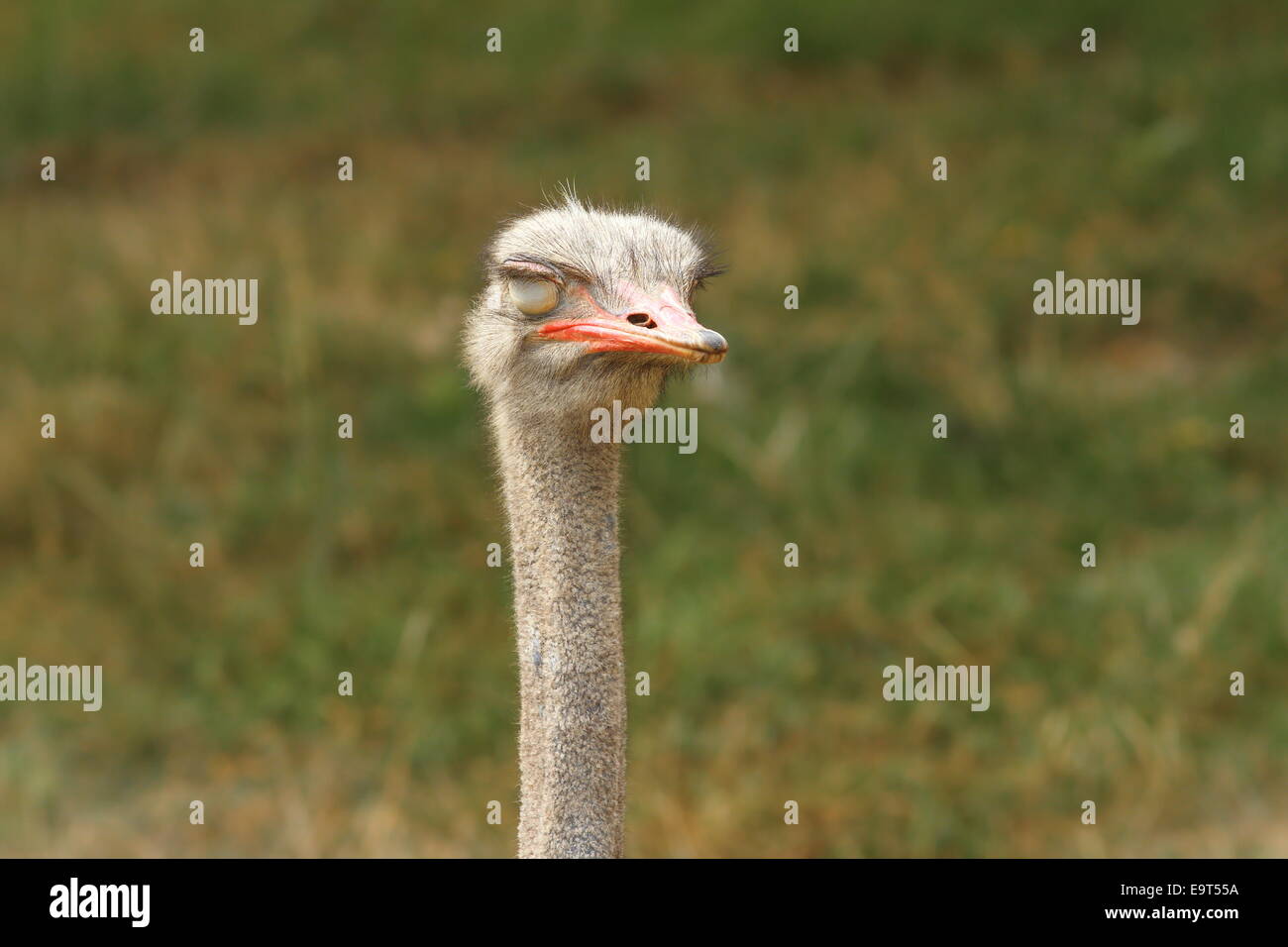 sleepy ostrich, portrait of Struthio camelus at the zoo Stock Photo - Alamy