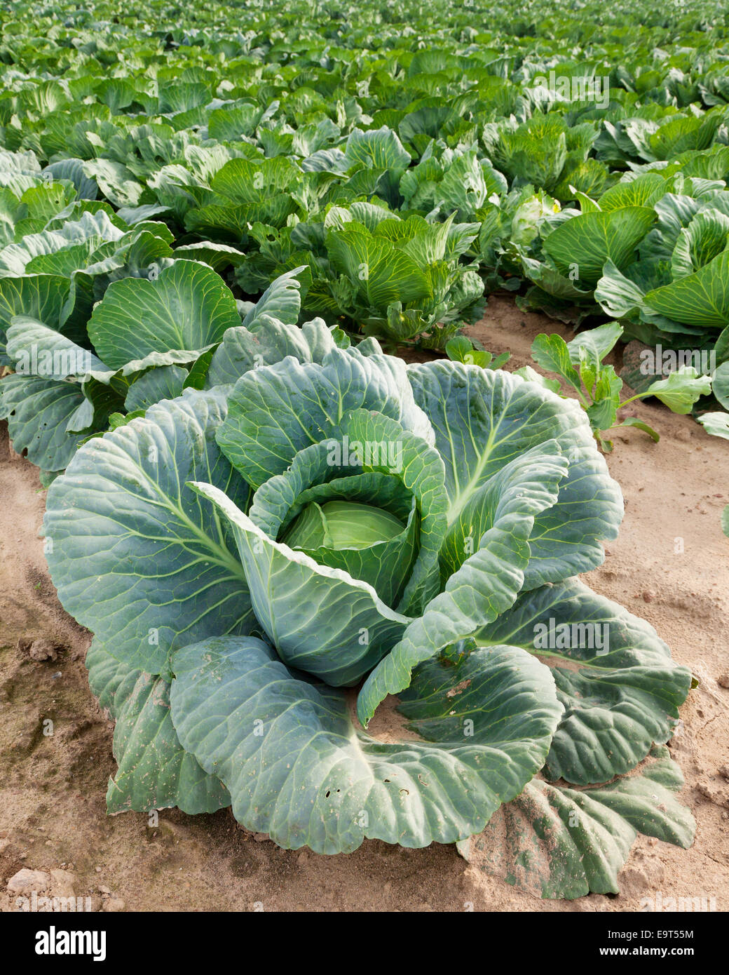Meadow cabbage hi-res stock photography and images - Alamy