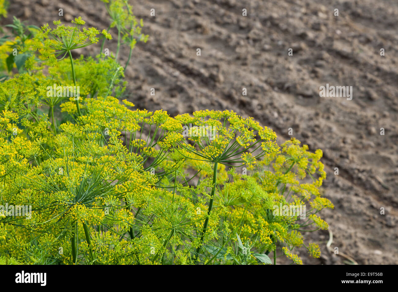 Dill grass hi-res stock photography and images - Alamy
