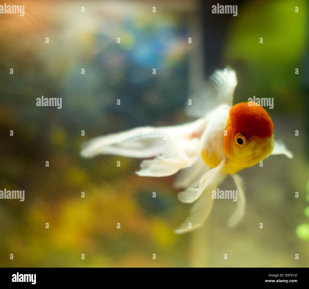 Goldfish fish hi-res stock photography and images - Alamy