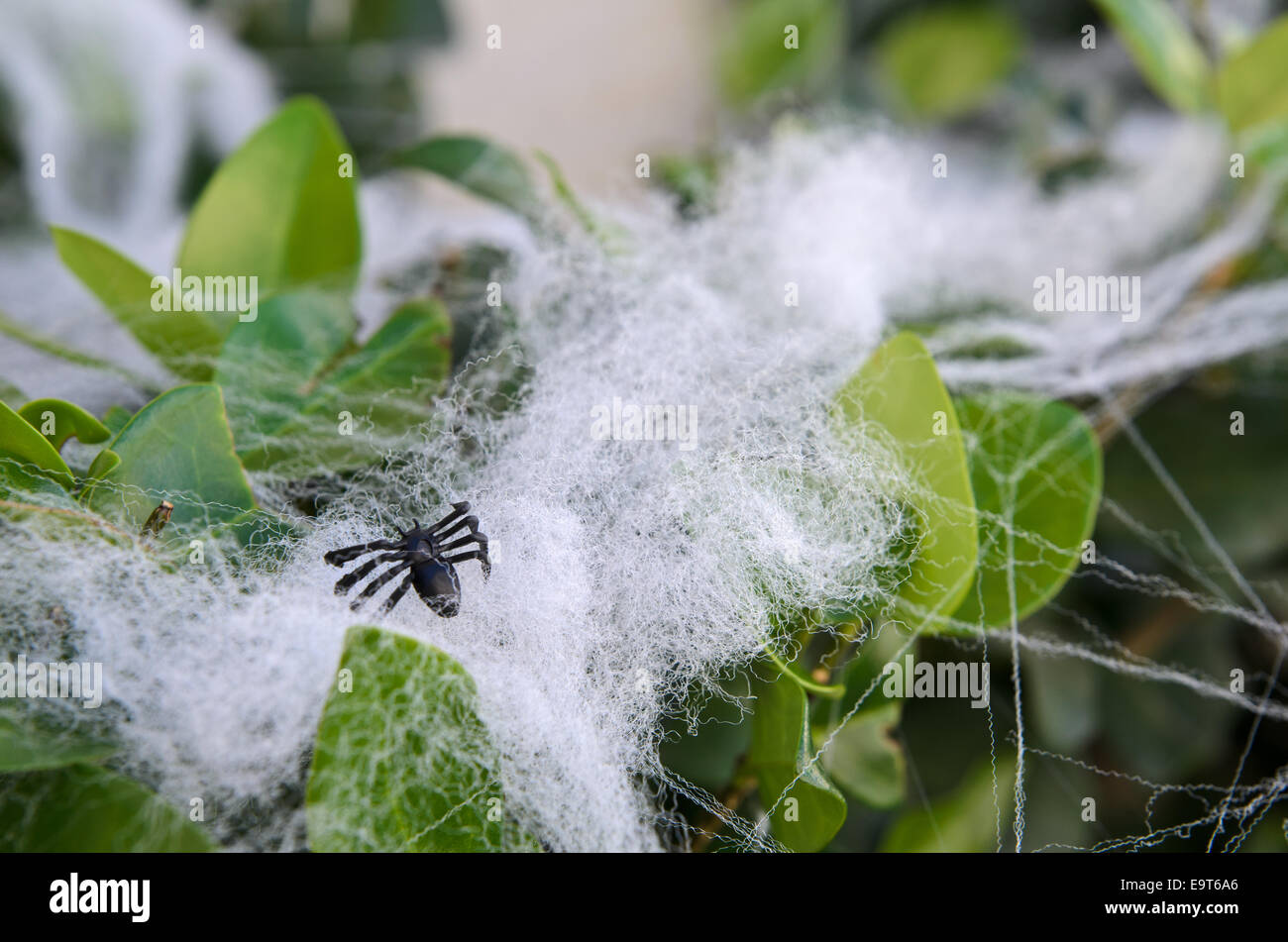 Fake spider web outdoor hi-res stock photography and images - Alamy
