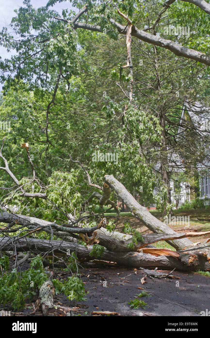 Storm damaged oak tree fallen hi-res stock photography and images - Alamy
