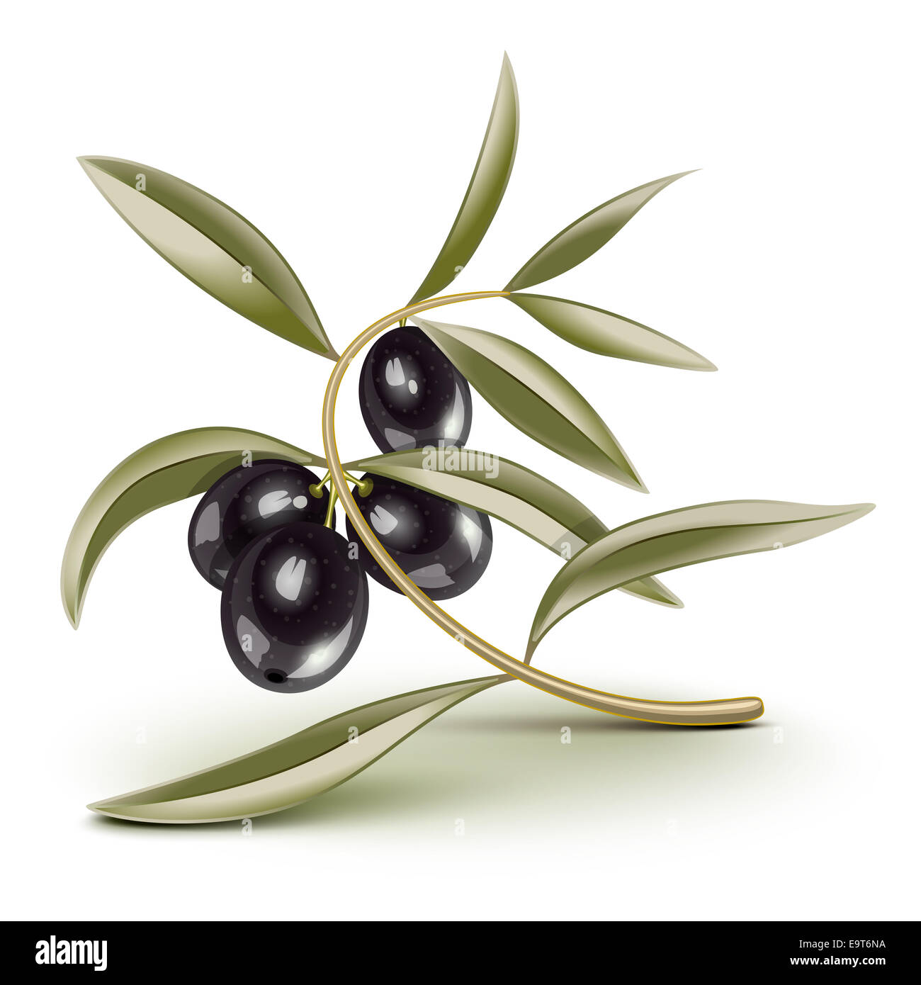 Drawing olive leaves tree Cut Out Stock Images & Pictures - Alamy