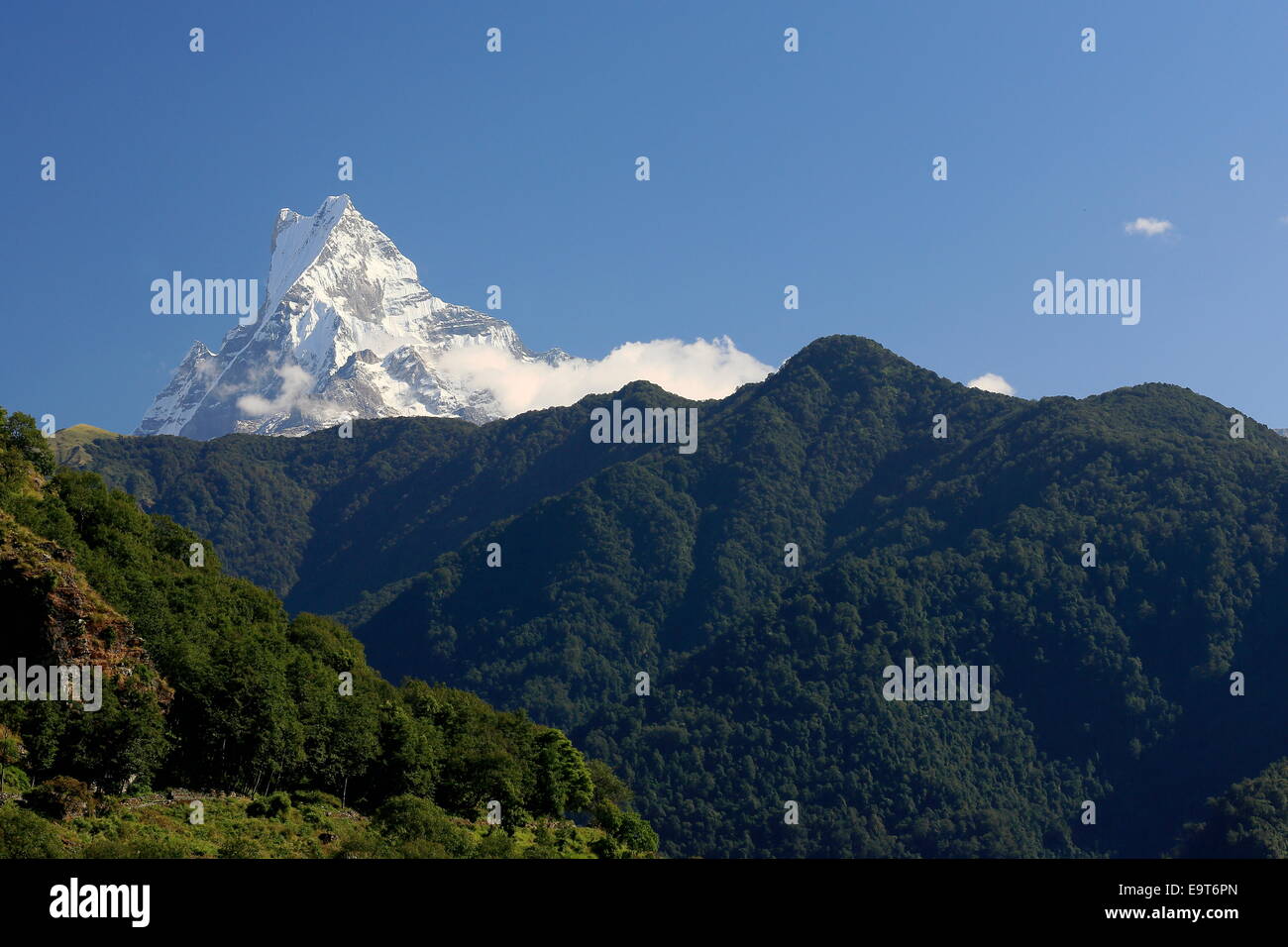 The 6993 ms.high mount Machhapuchhare-Machapuchare-Fish Tail seen from ...