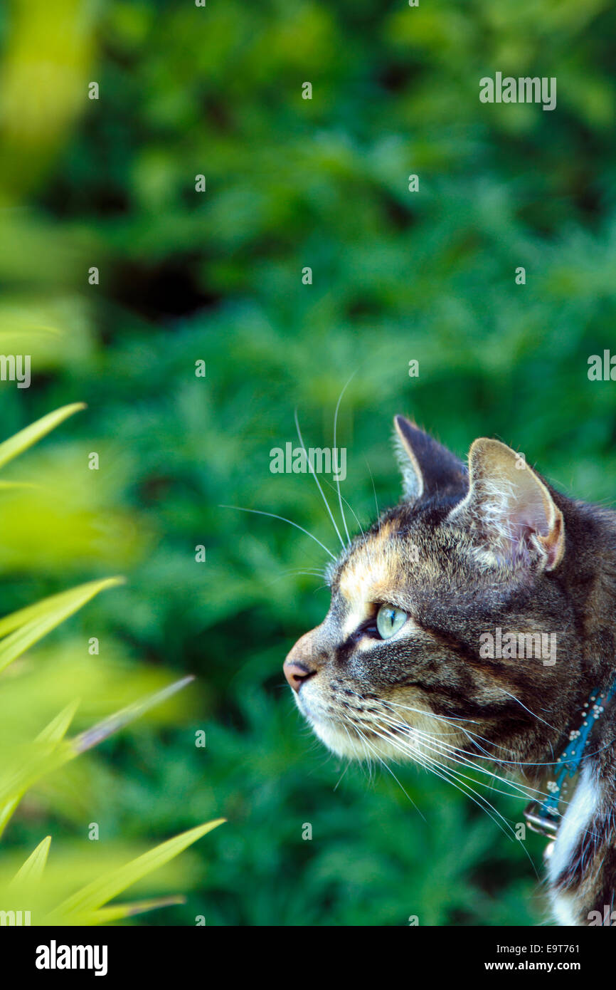 An alert cat in profile against a green background Stock Photo - Alamy