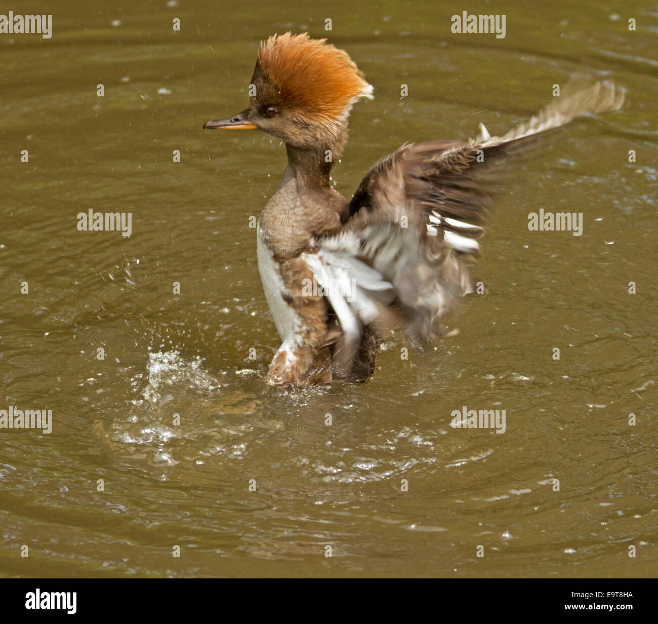 Female smew, Mergellus albellus, attractive waterbird with ginger brown ...