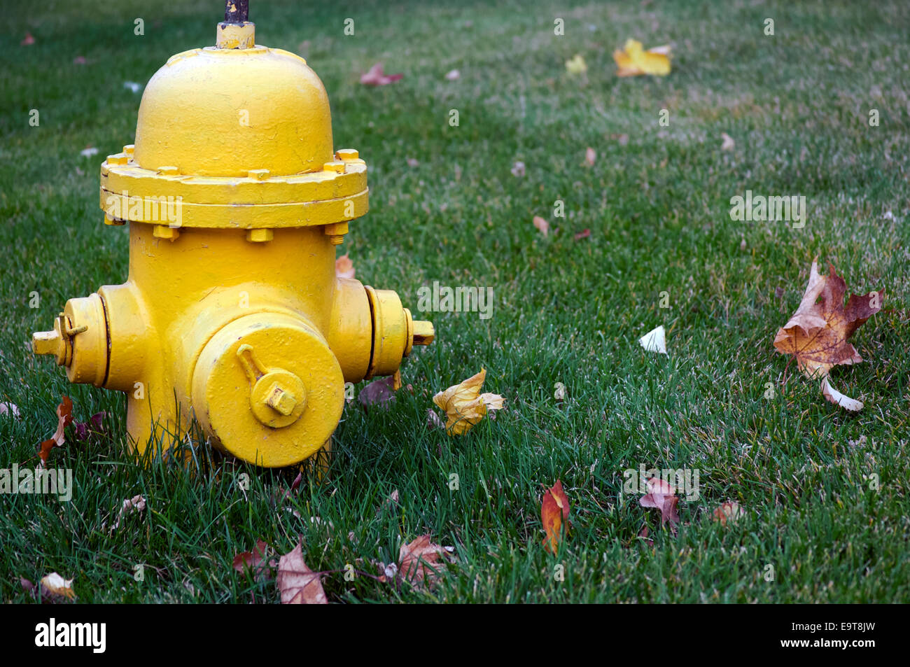 Yellow fire hydrant in green grass with fall leaves surround it Stock ...