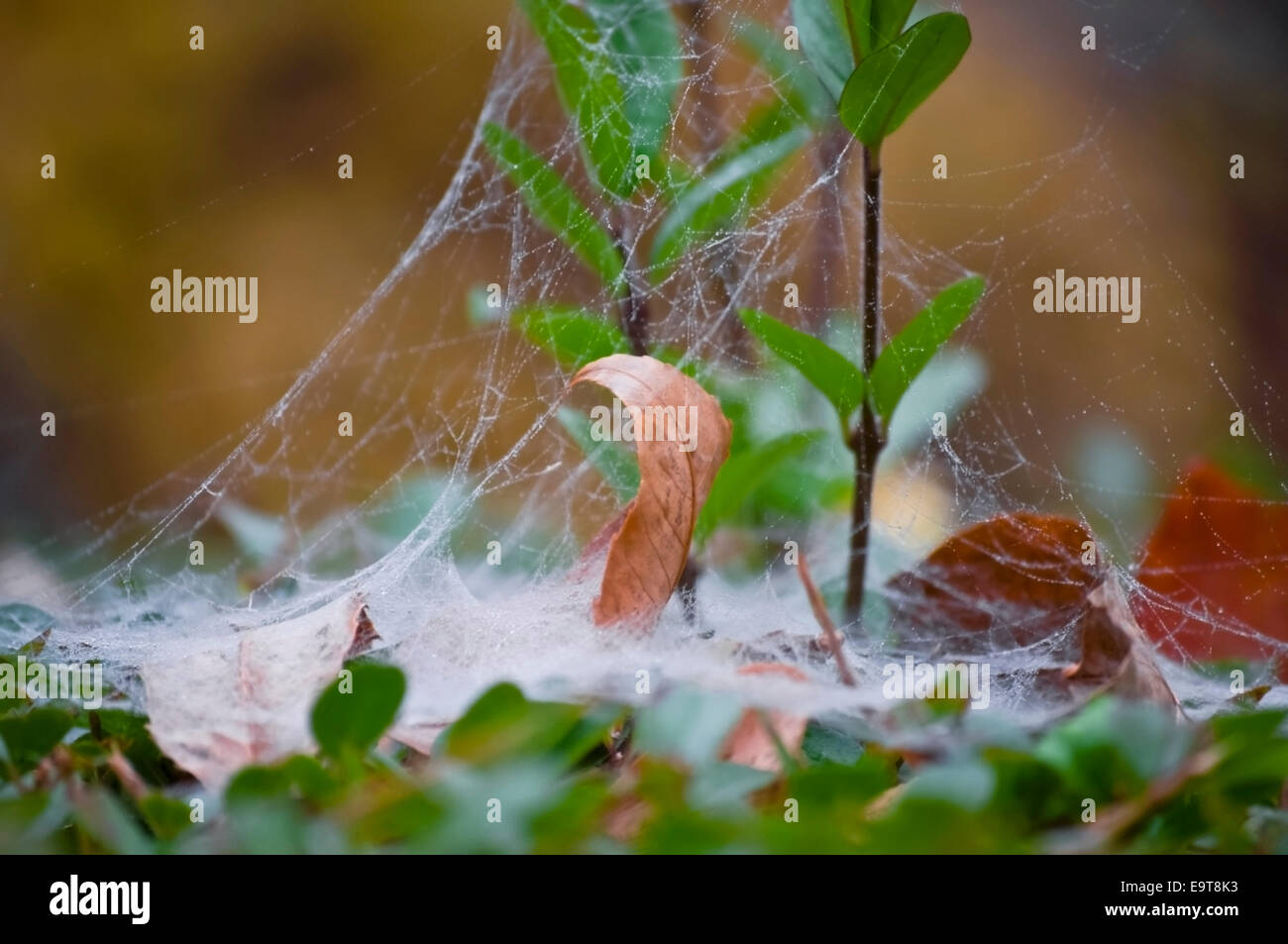 Leaves tangled in a spiders web across the top of hedges covered in ...