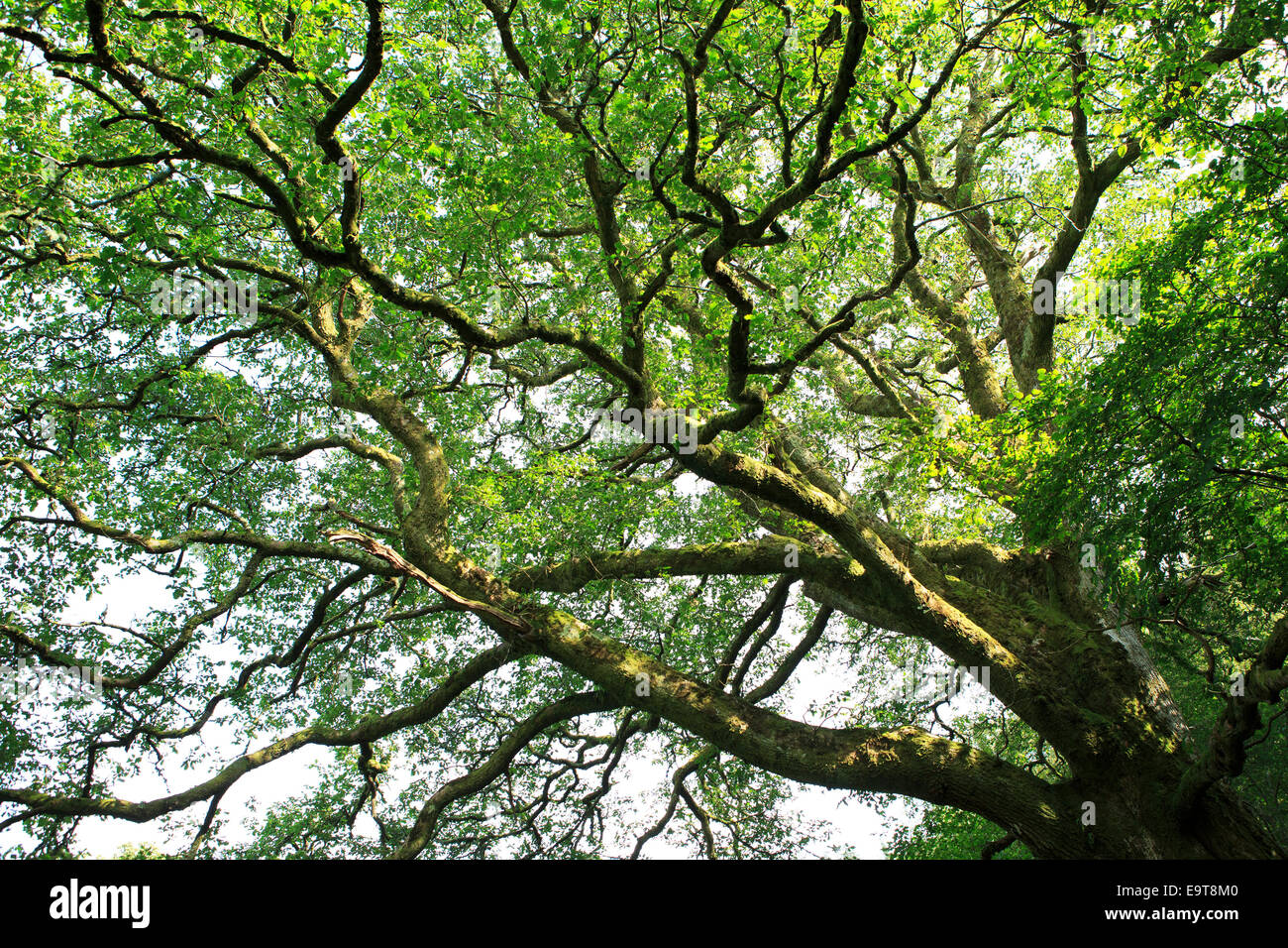 Spreading crown hi-res stock photography and images - Alamy