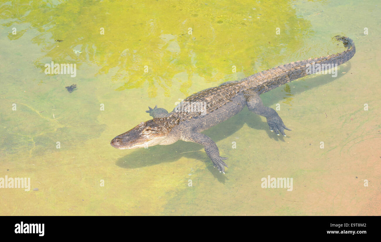 American alligator, Alligator mississippiensis, basking in a shallow ...