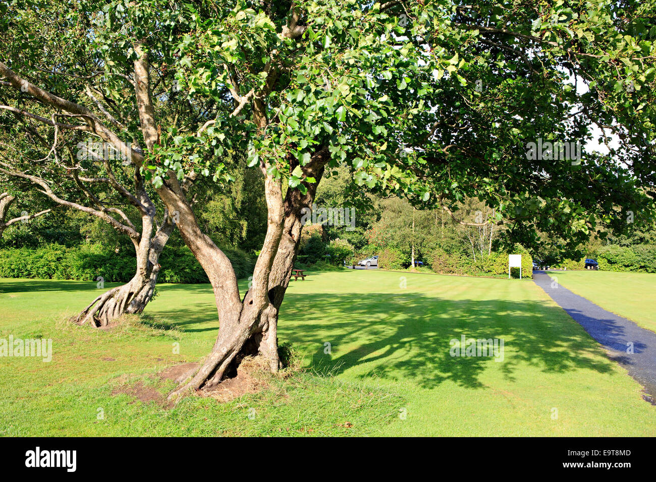 Beautiful winding trees on green lawn Stock Photo - Alamy