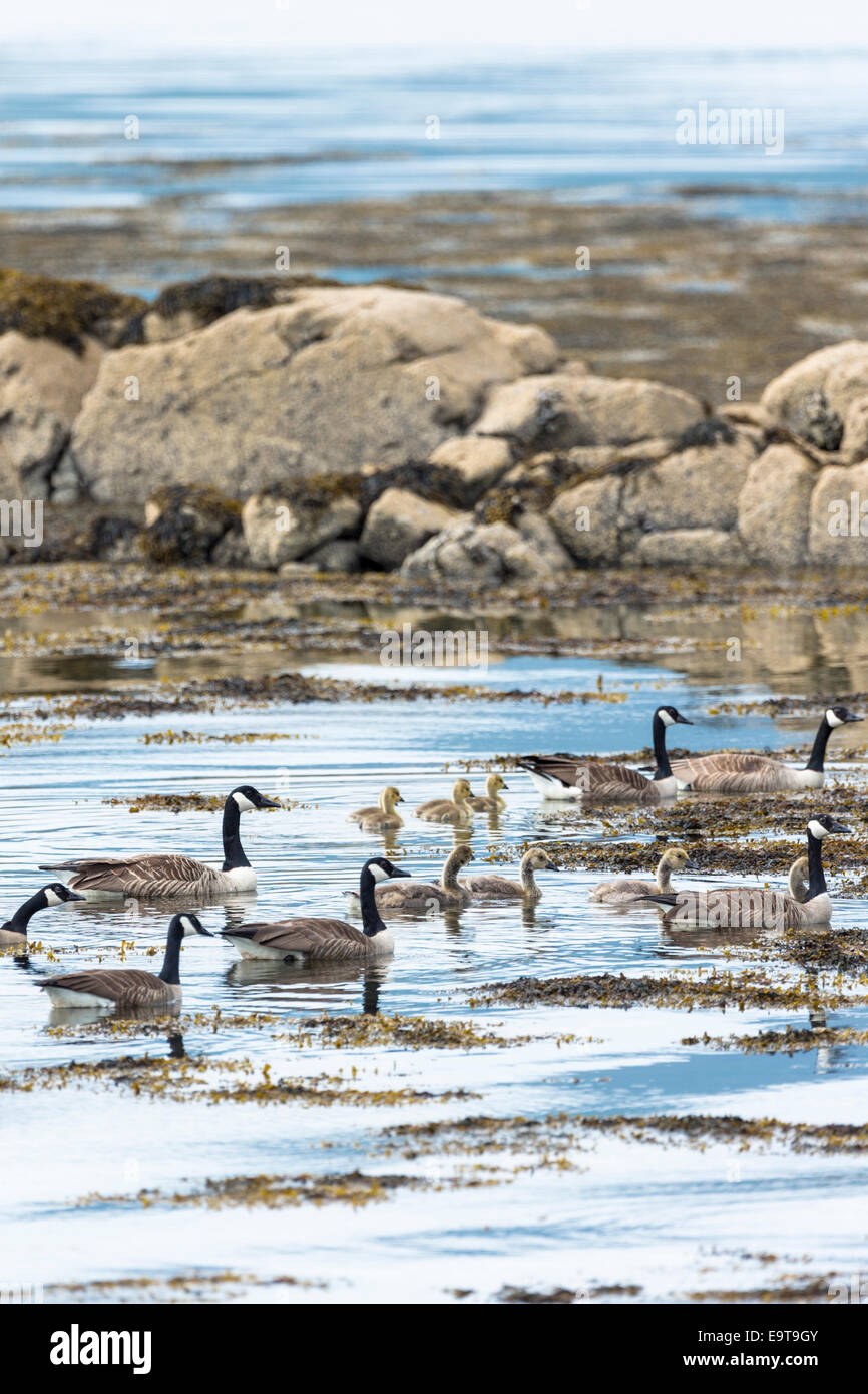 Flock of Canada Geese, Branta canadensis, form goose family group with ...