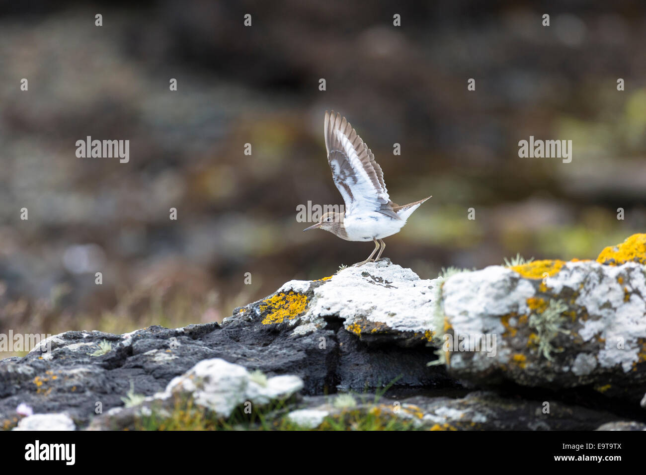 Common sandpiper image hi-res stock photography and images - Alamy